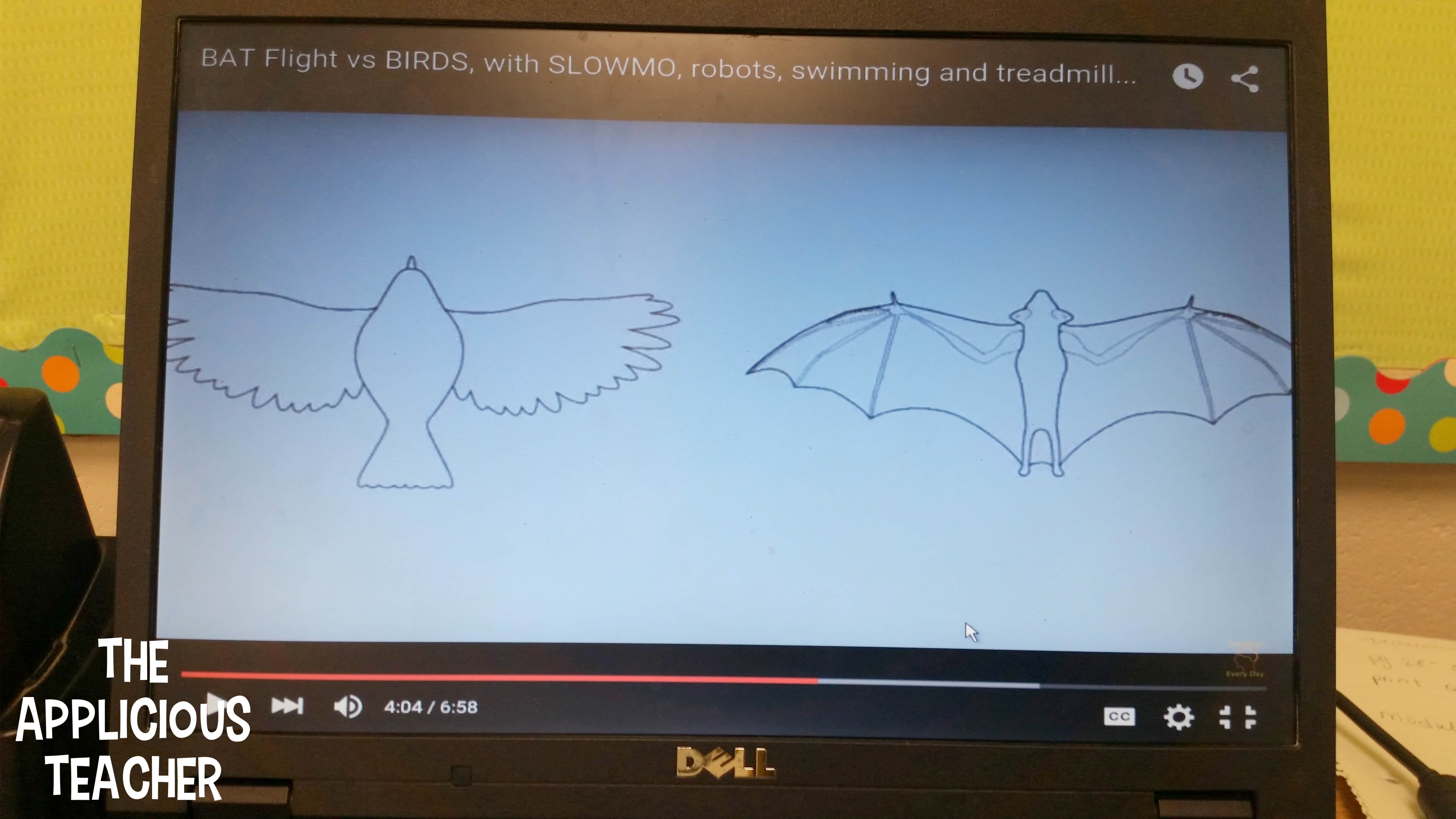 Bat Activities: Learning through Thematic Teaching - The Applicious Teacher