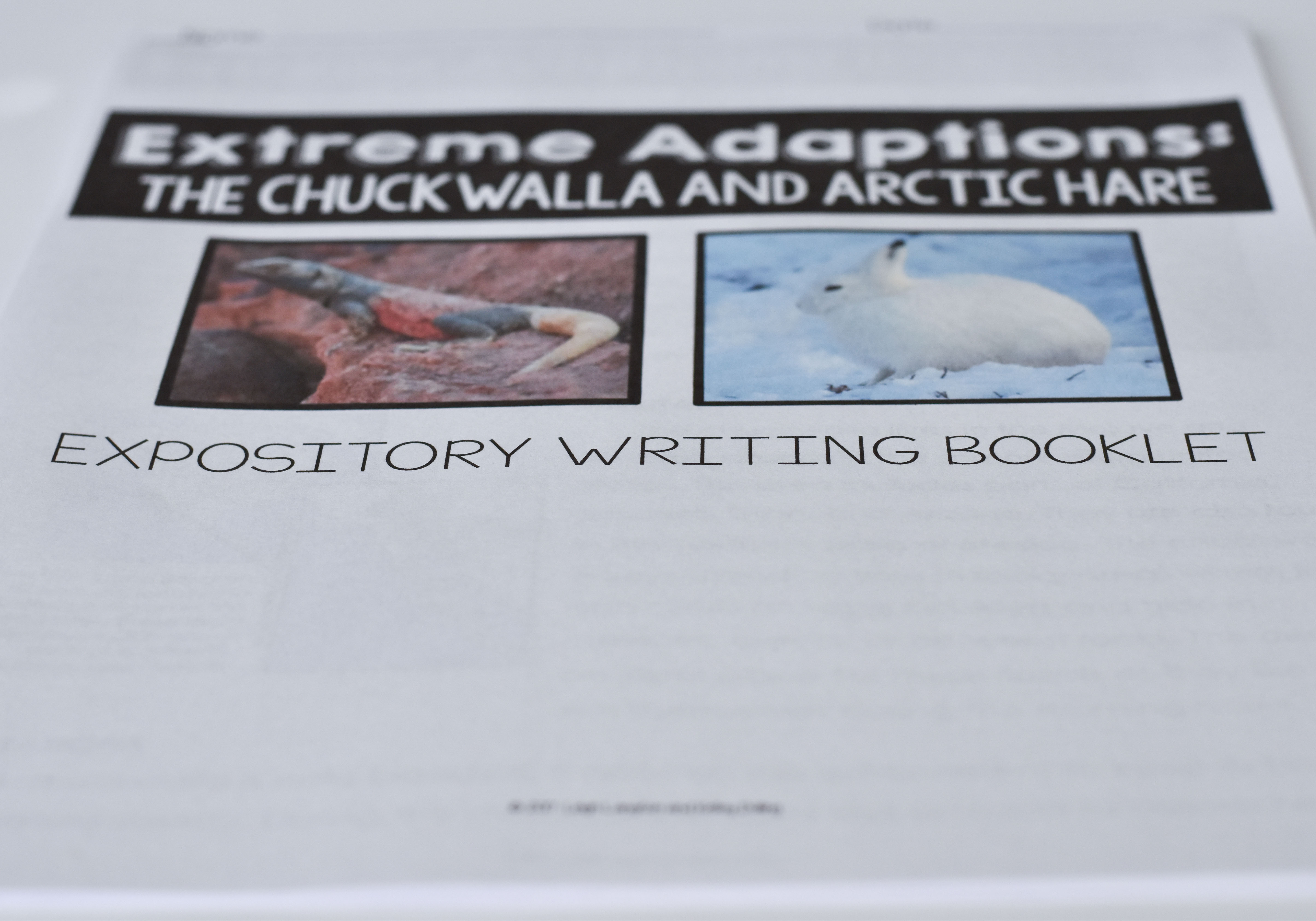 Responding to Text Writing Lesson Plans and Activities