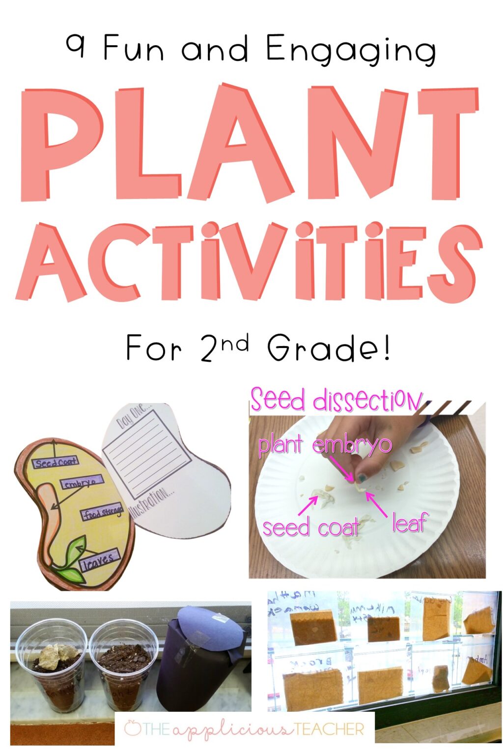 9 Fun Plant Activities for 2nd Grade - The Applicious Teacher