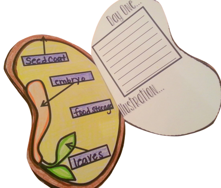 9 Fun Plant Activities for 2nd Grade - The Applicious Teacher